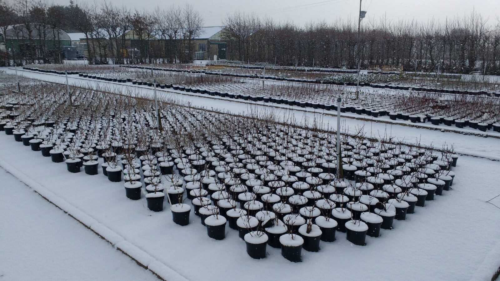2L Plant Pots Square Black Plastic Litre Strong Hydroponic Nursery 14cm ...