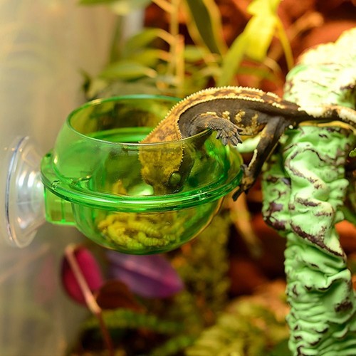 Suction Cup Lizard Gecko Feeder Food Container Reptile Feeding Dish ...