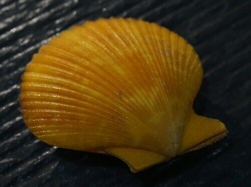 seashell Chlamys Senatoria 67.9 mm F+++/GEM " Beautiful DARK yellow ...