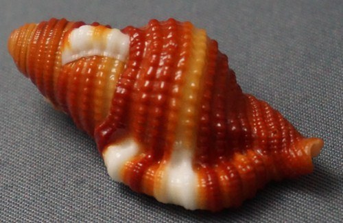 Cymatium Rubeculum 36.7 mm GEM ,beautiful pattern & intense "bloody coloration" | eBay