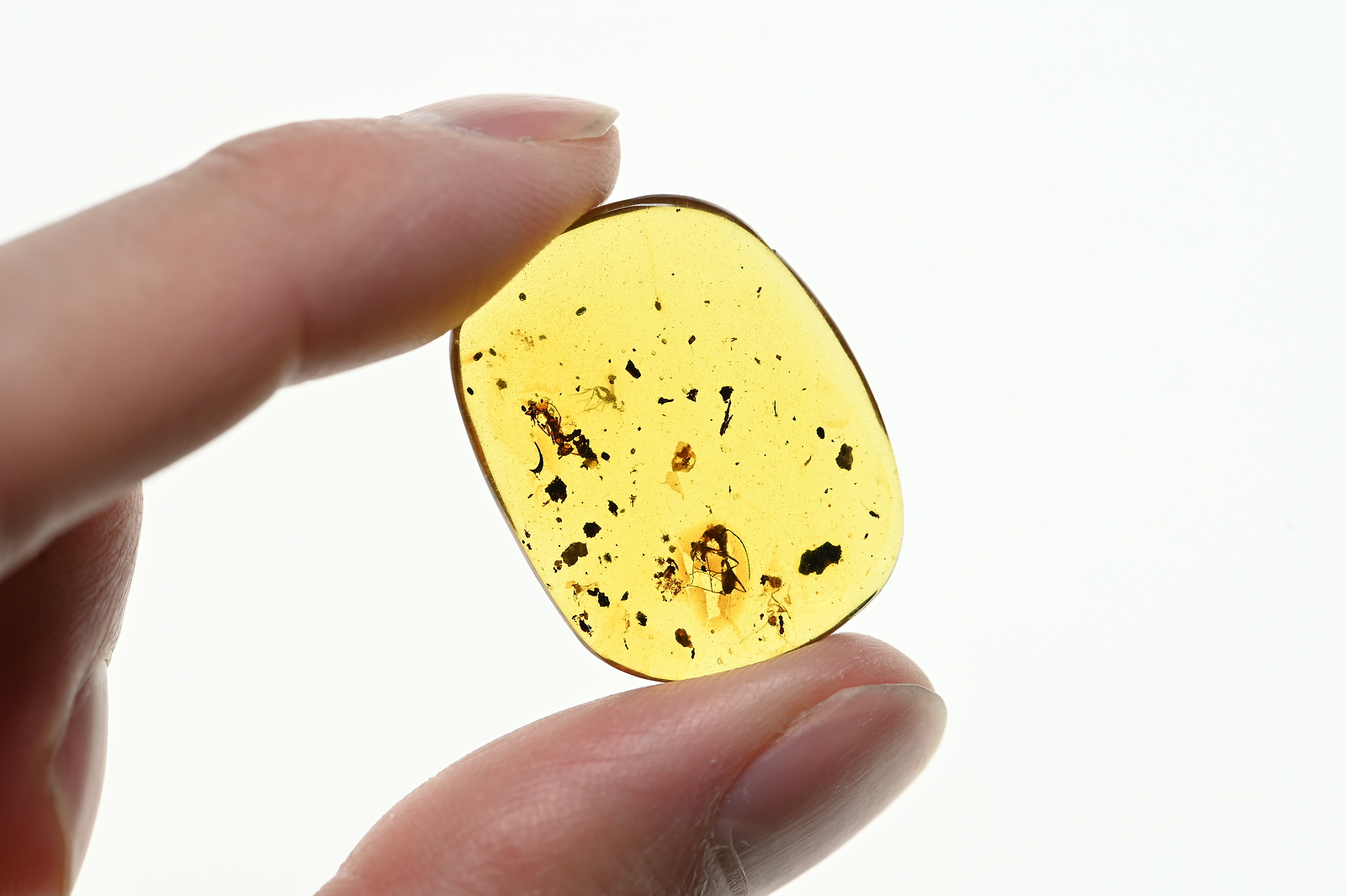 Extinct Sphecomyrma Ant carrying insect, Fossil inclusion in Burmese ...