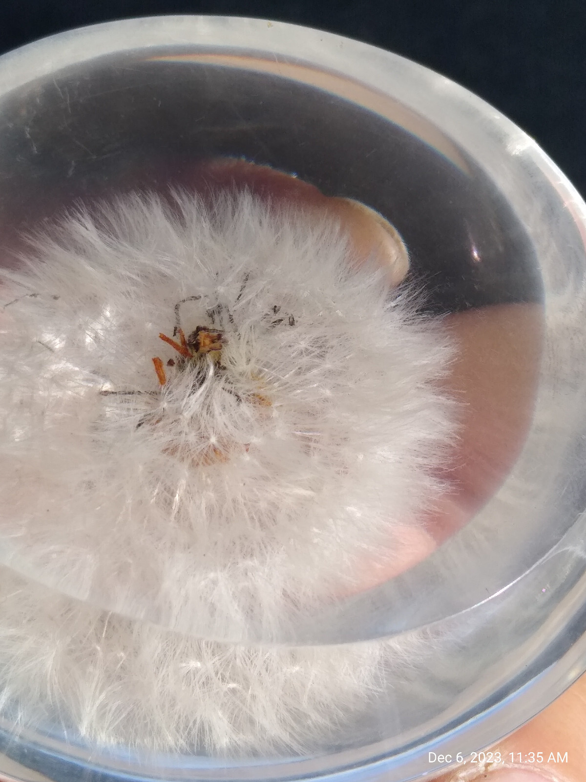 W. Rolfe William Rolfe Dandelion Clear Plastic Paperweight | eBay