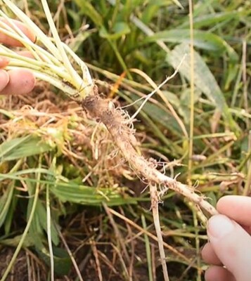 10 X NATIVE AUSSIE WILD CARROT SEEDS,GROUNDCOVER,BUSH TUCKER FOOD WILD ...