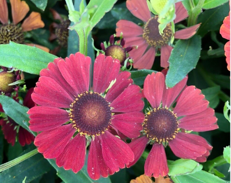 Hayday Red Helenium | eBay