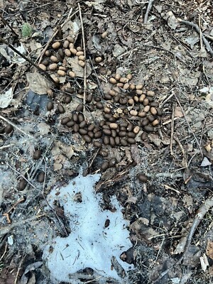 Real Jumbo MOOSE POOP doo doo nugget turds - 2 weeks only - Organic ...