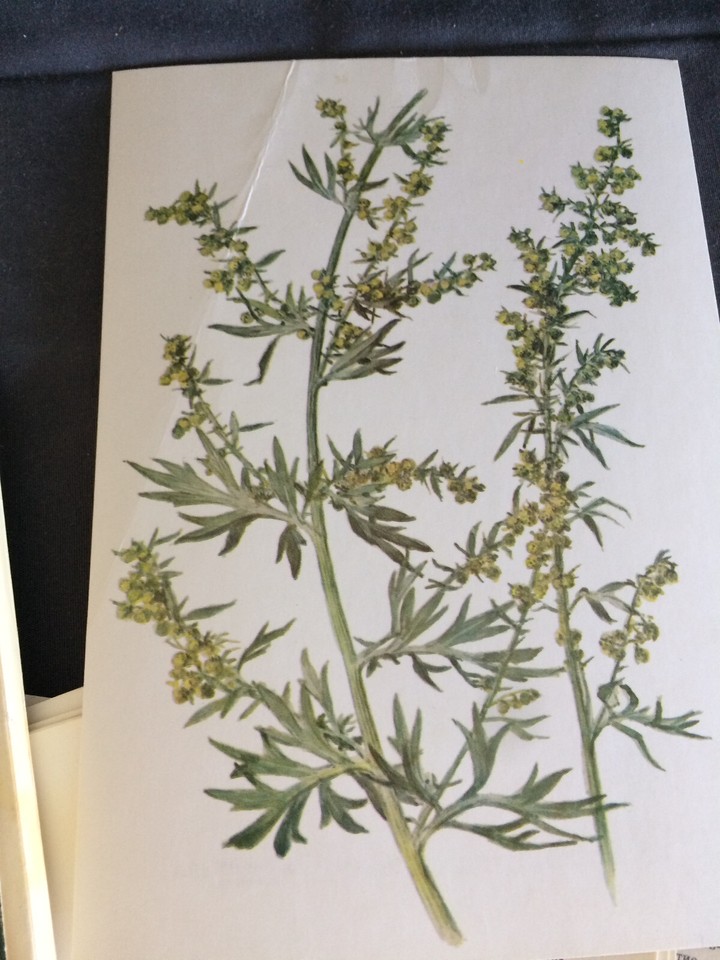 Large Botanical Postcards, Medicinal Plants Ephemera Post Cards Full ...