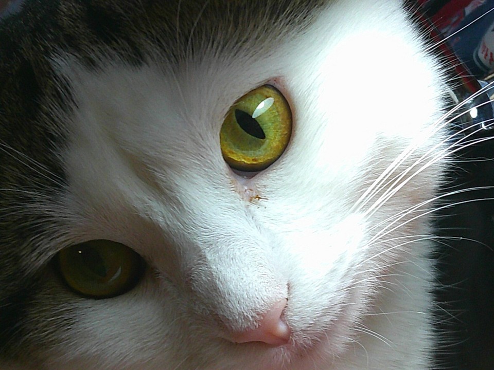 1941-S Walking Liberty Half Dollar Missing Wing Feathers FS-901 About ...