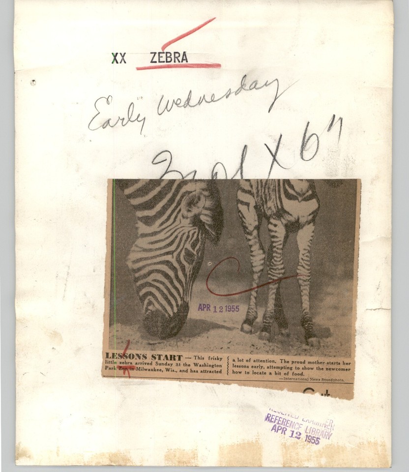 ZEBRAS at WASHINGTON PARK ZOO Milwaukee 1955 PAINTED Press Photo | eBay