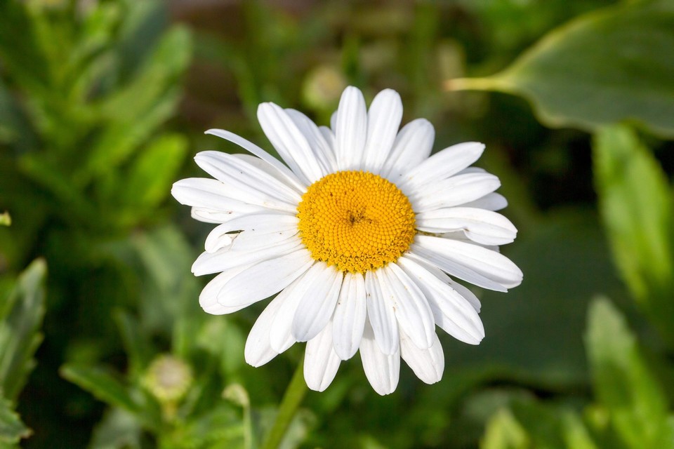 1000 DWARF White SHASTA DAISY Chrysanthemum Maximum Flower Seeds | eBay