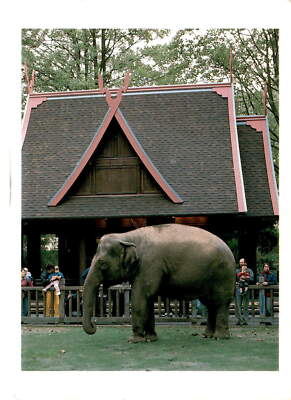Elephants, Woodland Park Zoo, Seattle, Washington, Asian Elephant, exhi ...