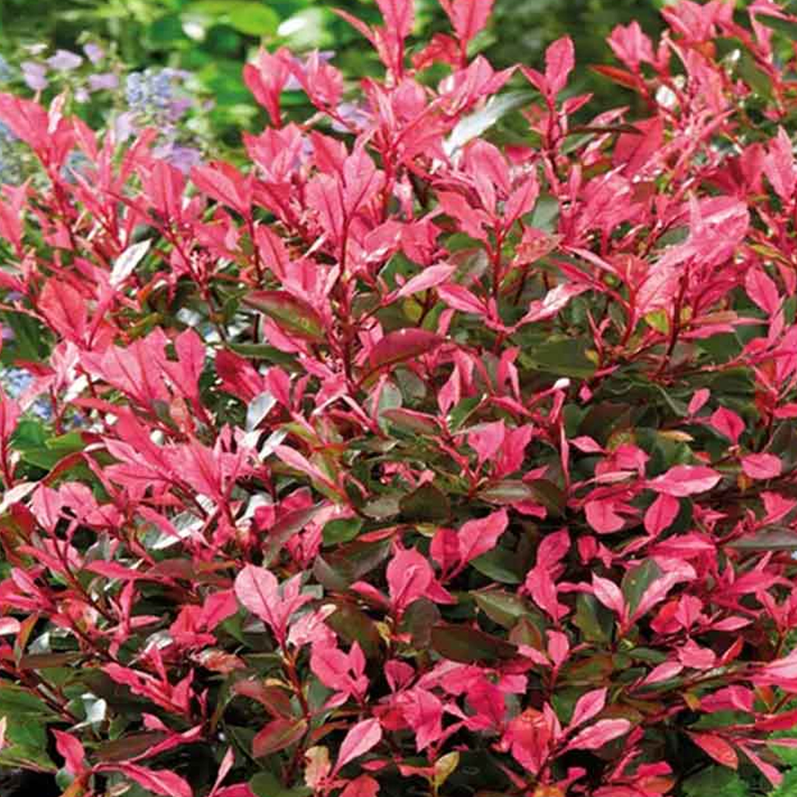 Photinia Little Fenna Evergreen Outdoor Garden Shrub Spring Flowering ...