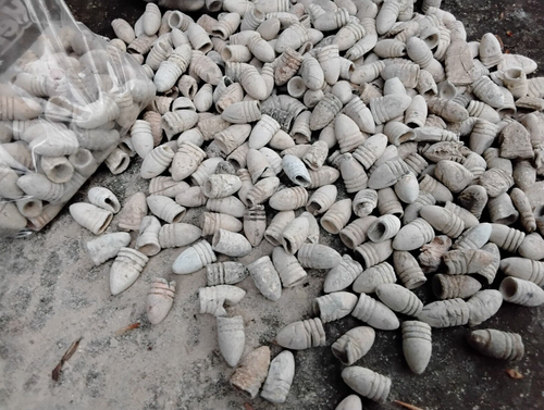 100 Civil War Relic fired minie balls found Central Virginia, $115.00 ...