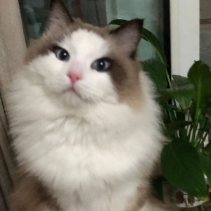 Adayer | eBay Stores