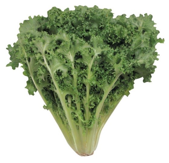 Endive, Green Curled Ruffec Fresh Hand-Packaged Seeds - NON -GMO | eBay