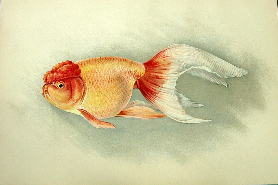 Fancy Goldfish Drawing