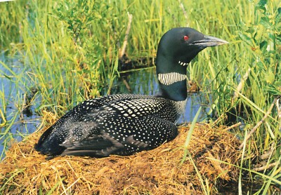 Postcard Common Loon Waterbird Wildlife Portraits Animal Nest Marsh ...