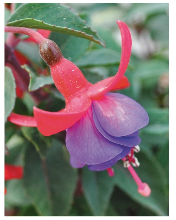 4 x Healthy Rose Purple Fuchsia trailing creeping plant cuttings | eBay ...