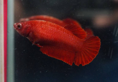 Live Betta Fish Female Super Red HMPK Plakat Quality Grade for Breed ...