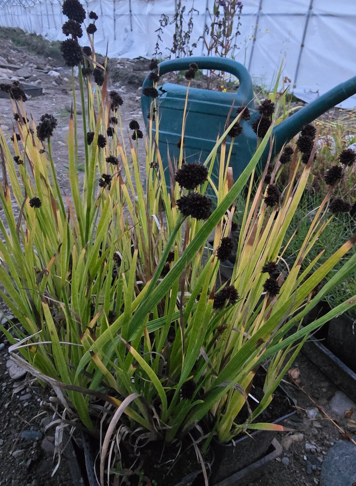 Dwarf sword Rush Juncus ensifolius Pond Marginal Bog Pond Plant rooted ...