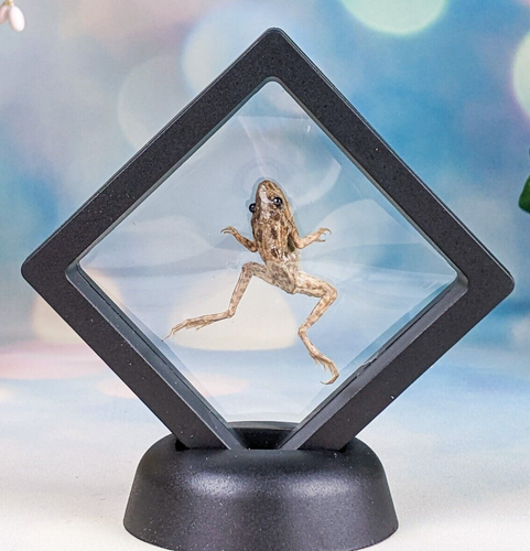 Leopard Frog Baby Floating Display taxidermy Specimen oddity ...
