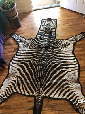 Authentic Zebra Skin Rug – Felt & Non-Skid Backing – Real Hide | eBay