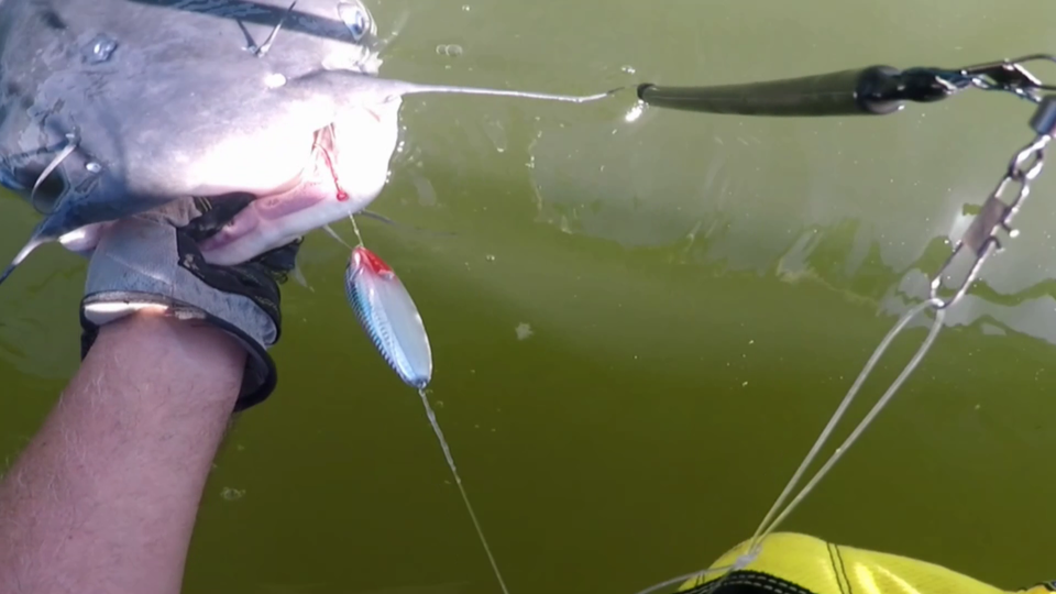 Ultimate Demon, Dragon Style Catfish Rattling Lure Santee Cooper Rig ...