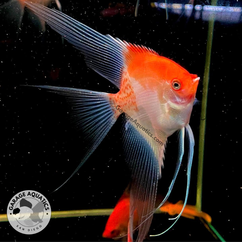 Live Fancy Fish – Sunset Longfin Angelfish – Rare Line-Bred ...