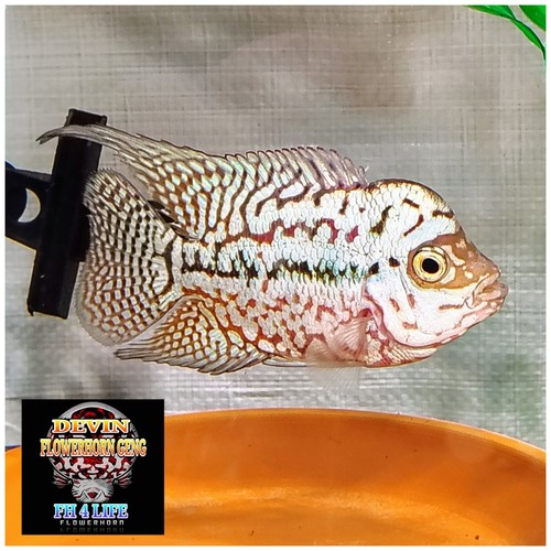VIP White Tiger Kamfa F2 4" Male(Vietnamese Style Thick Pearl)Full Mask ...