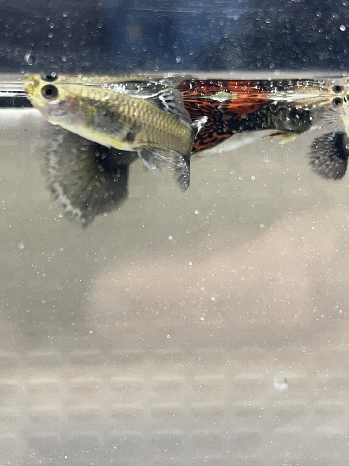 1 Trio Dumbo Ear Red Dragon Fancy Guppy Guppies. Live Fish | eBay