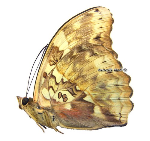 Unmounted Butterfly/Nymphalidae - Cymothoe haynae diphyia, male, A- | eBay