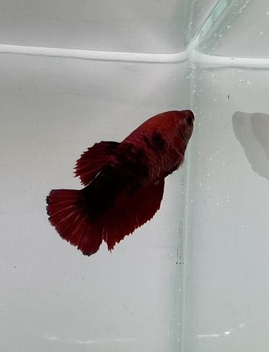 Live Betta Fish High Quality Female Red Cooper FCCP Plakat HMPK-USA ...