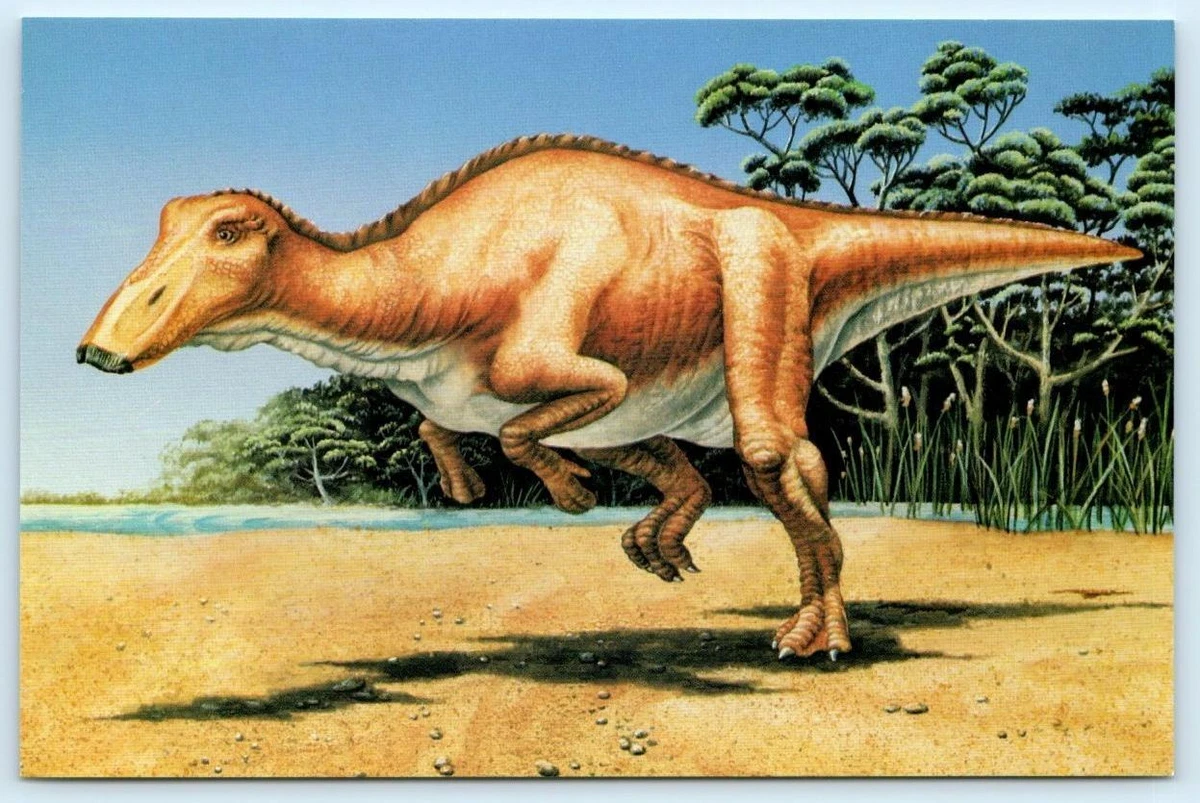 Shantungosaurus Teeth