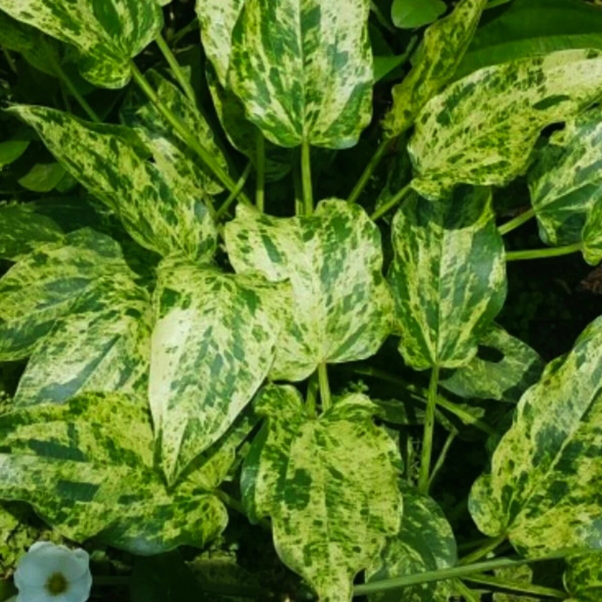 Echinodorus Cordifolius Tropica Marble Queen