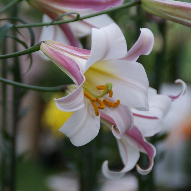 PICK YOUR LILY - CHOOSE FROM 38 DIFFERENT VARIETIES!!! EASY TO GROW ...