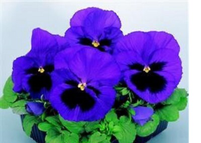 10 x Pansy F1 Inspire Blue with Blotch winter flower mini plug plants ...