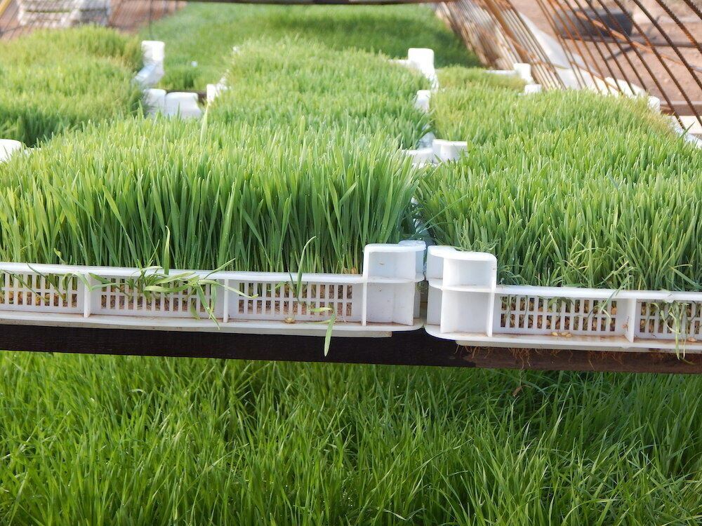 Wheatgrass Growing Trays For Easy Green Sprouter Sprouthouse | Micro