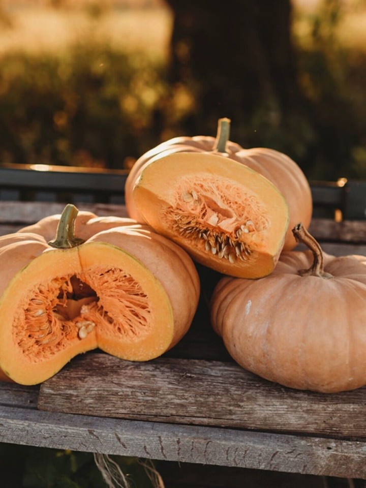 Pumpkin Seed 25 Brown Pumpkin Seeds Cucurbita Vegetable Organic ...