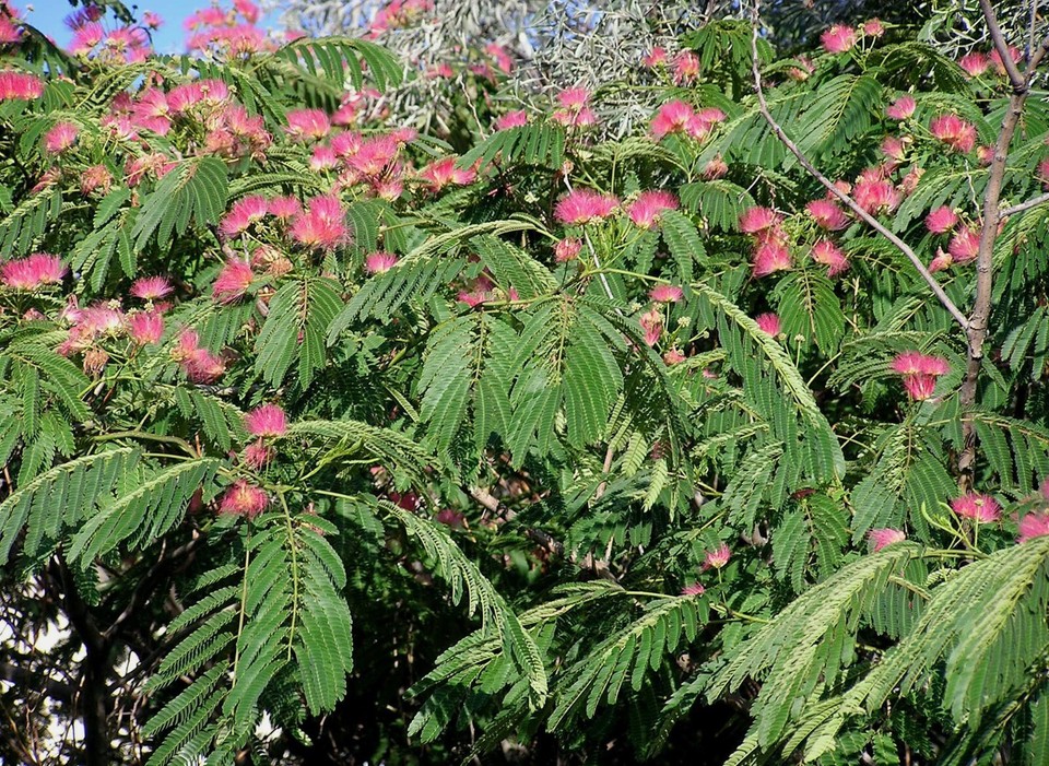 Mimosa Silk Tree, Albizia julibrissin, Seeds (Fast, Hardy, Fragrant) | eBay