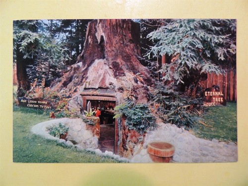 The Eternal Tree House Redcrest California vintage postcard 3500 year ...