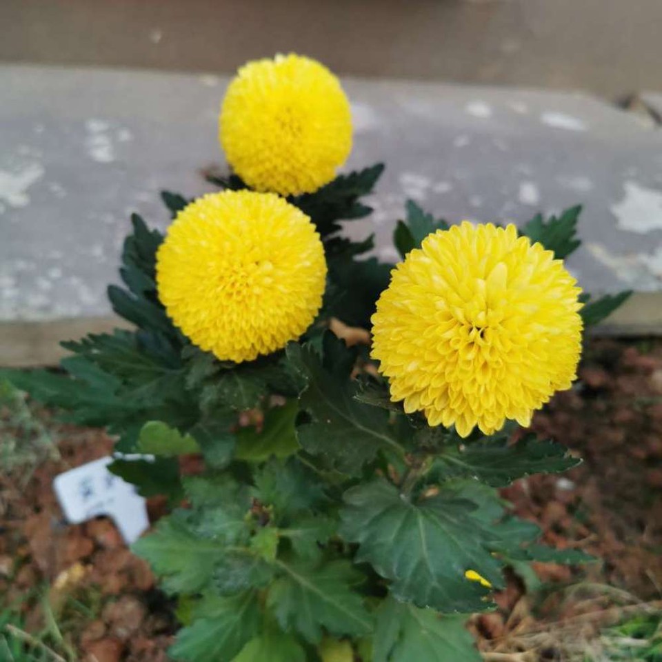 300 Yellow Pompon Chrysanthemum Seeds Pompon Mum Courtyard Flowers ...