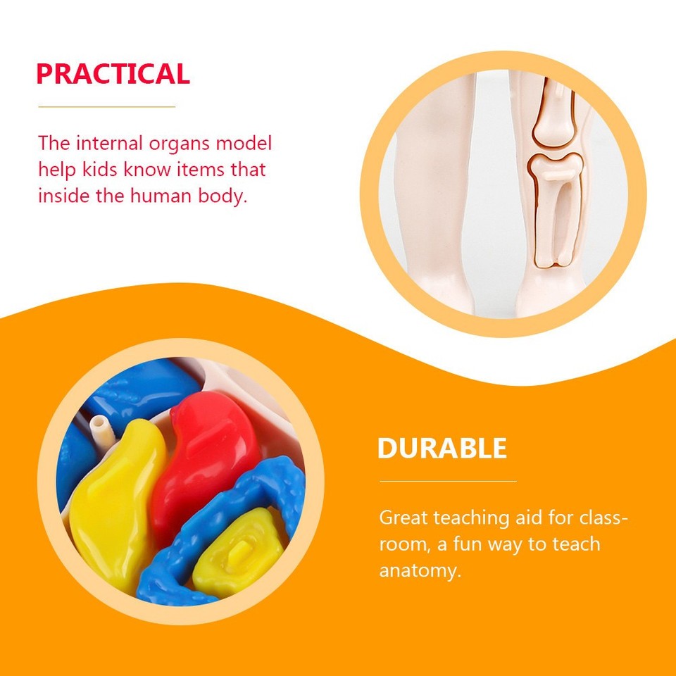 1 Set Human Torso Model Human Body Organs Model Assembly Toy Anatomy ...