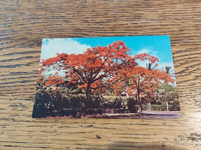 Vintage Fiji Postcard - Flame Tree | eBay