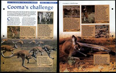 Cooma's Challenge #8 Get To Know Animals, Animals, Animals Fact File ...