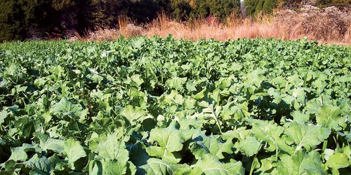 5lbs TROPHY FORAGE RAPE SEED Food Plot Seed For Deer Turkey Excellent ...