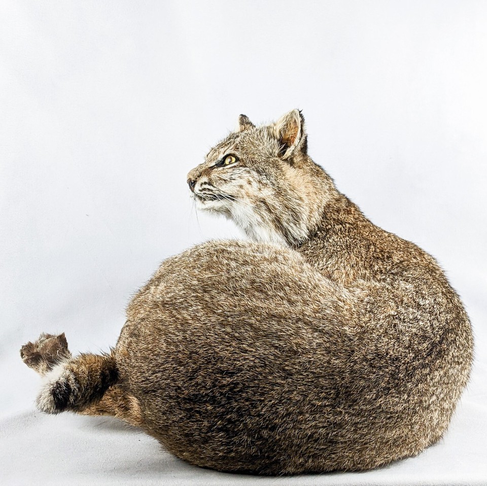 Bobcat Taxidermy Mount Oddities curiosities Collectible cat display ...