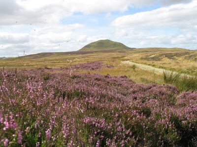 Photo 6x4 Bibio sp. on the Lomonds Strathmiglo The hawthorn fly swarms ...