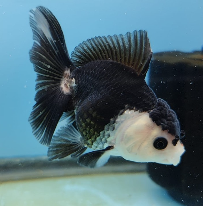 Live Fancy Goldfish Thai Panda Oranda Sellers Choice (combined shipping ...
