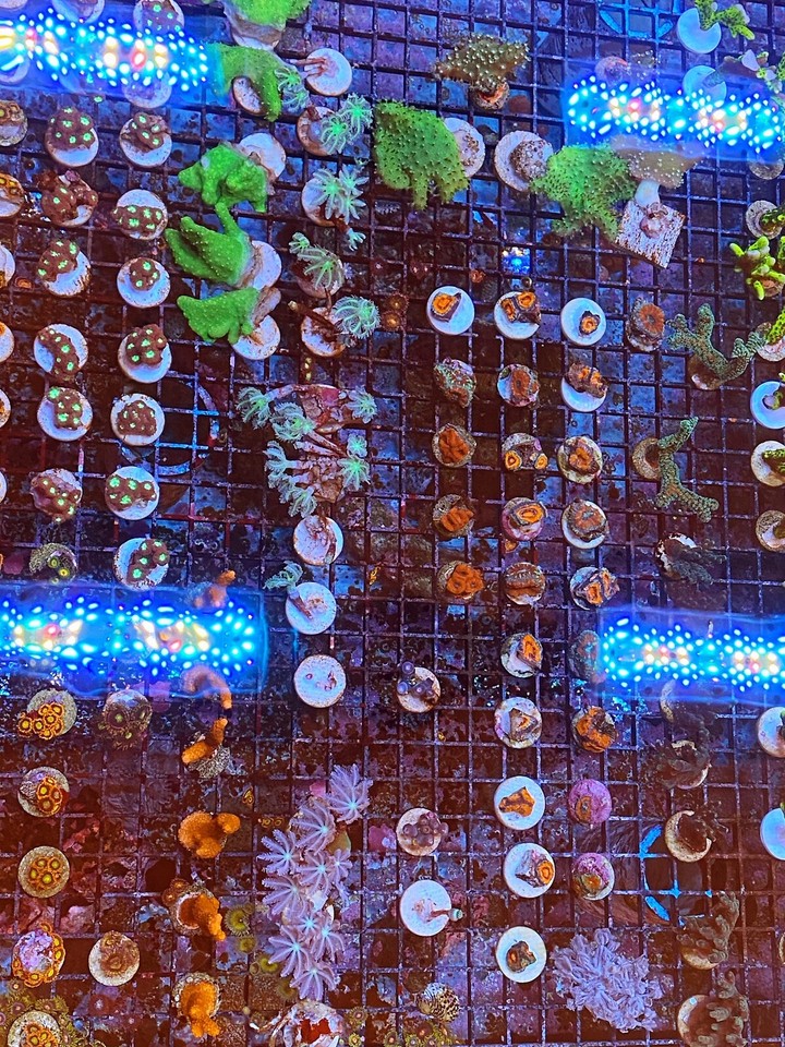 live corals 15 Frags Pack | eBay