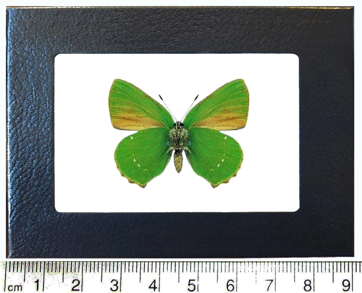 Green Hairstreak Butterfly