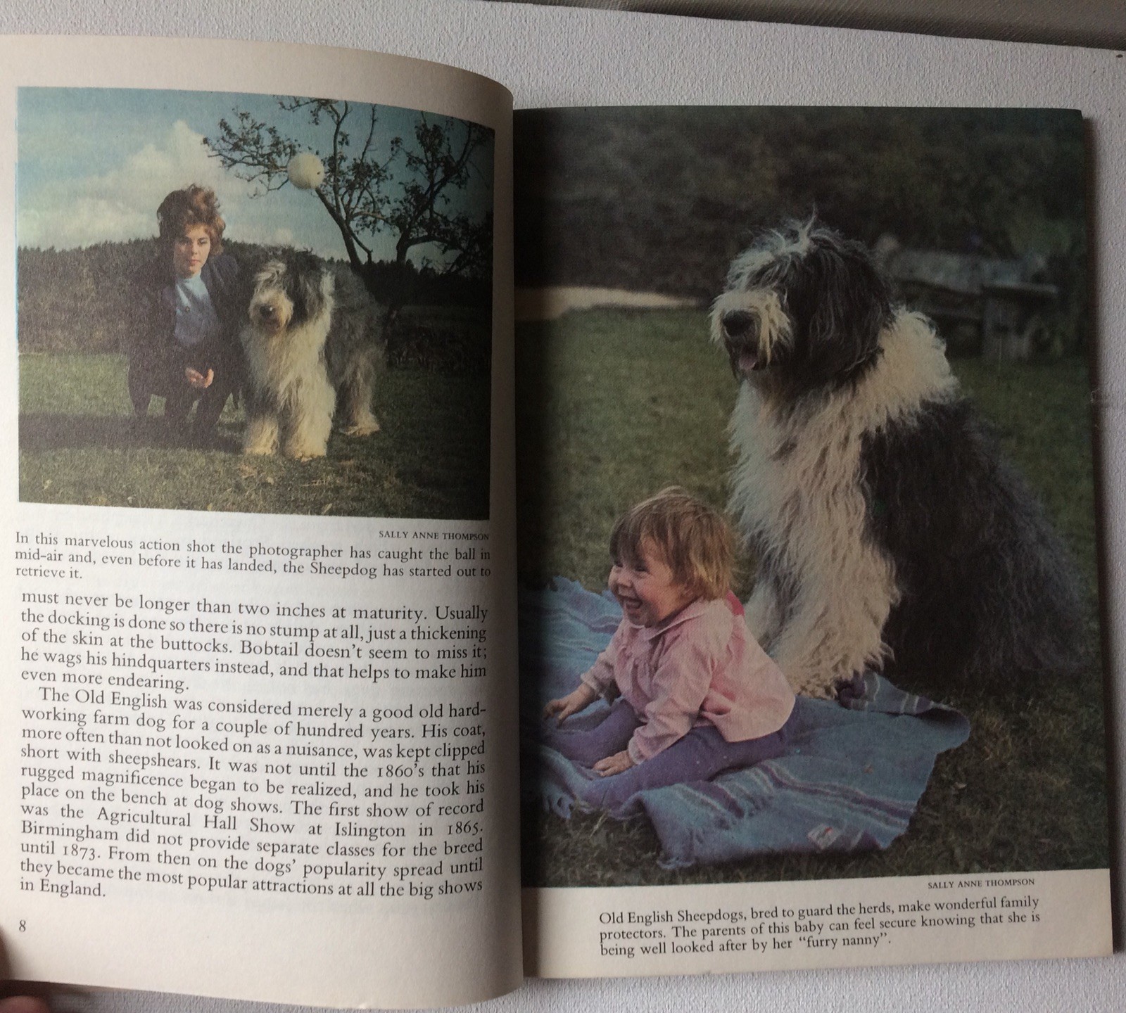 Know Your Old English Sheepdog Book (Earl Schneider - 1968) Pet Library ...